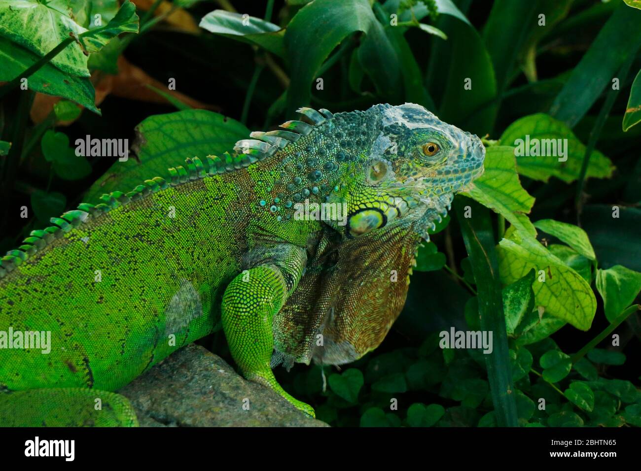 chinese water dragon lizard. is a species of agamid lizard native to ...