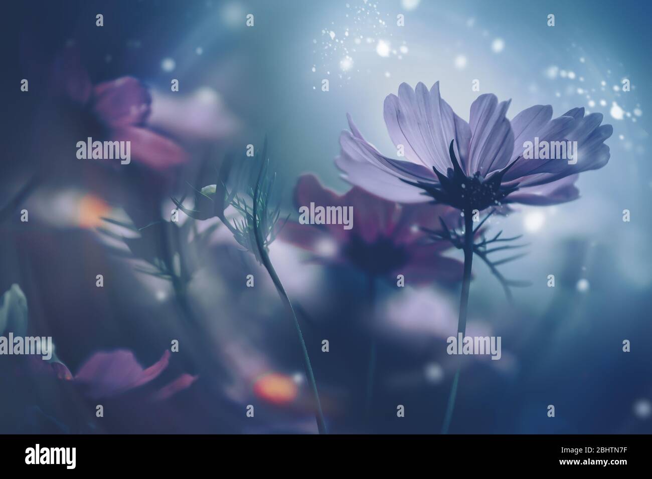 Dramatic flower background; Nature Background Stock Photo - Alamy