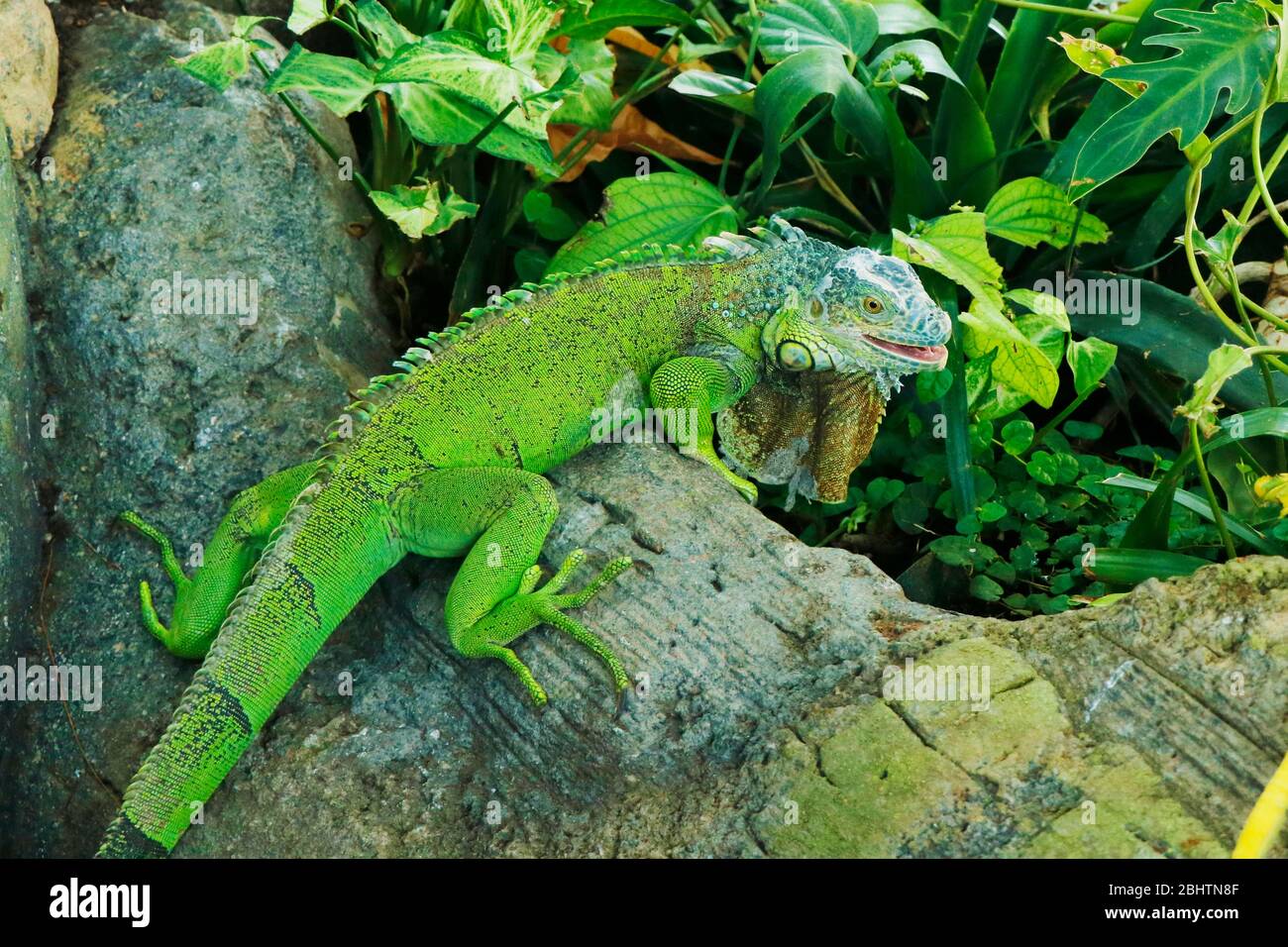 chinese water dragon lizard. is a species of agamid lizard native to ...