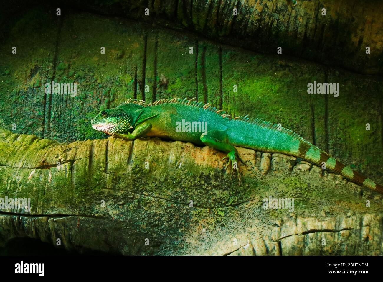 chinese water dragon lizard. is a species of agamid lizard native to ...