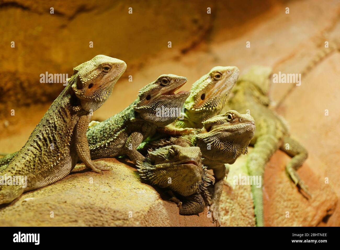 group of brown color lizard Stock Photo - Alamy