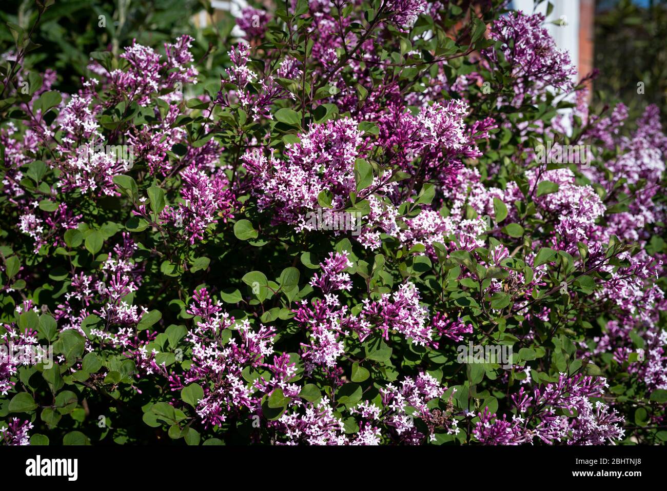 Small leaved Lilac (Syringa microphylla) bush in flower Stock Photo - Alamy