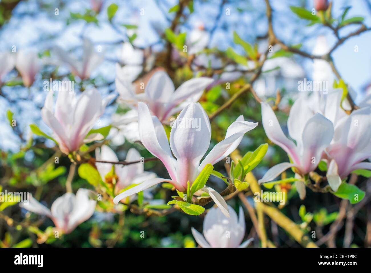 Flowering magnolia tree densely covered with beautiful fresh white and ...