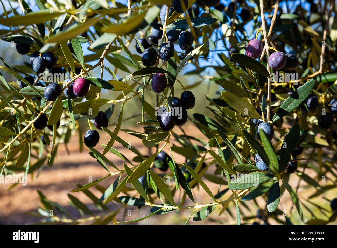 Olive tree branches on sky background Stock Photo - Alamy