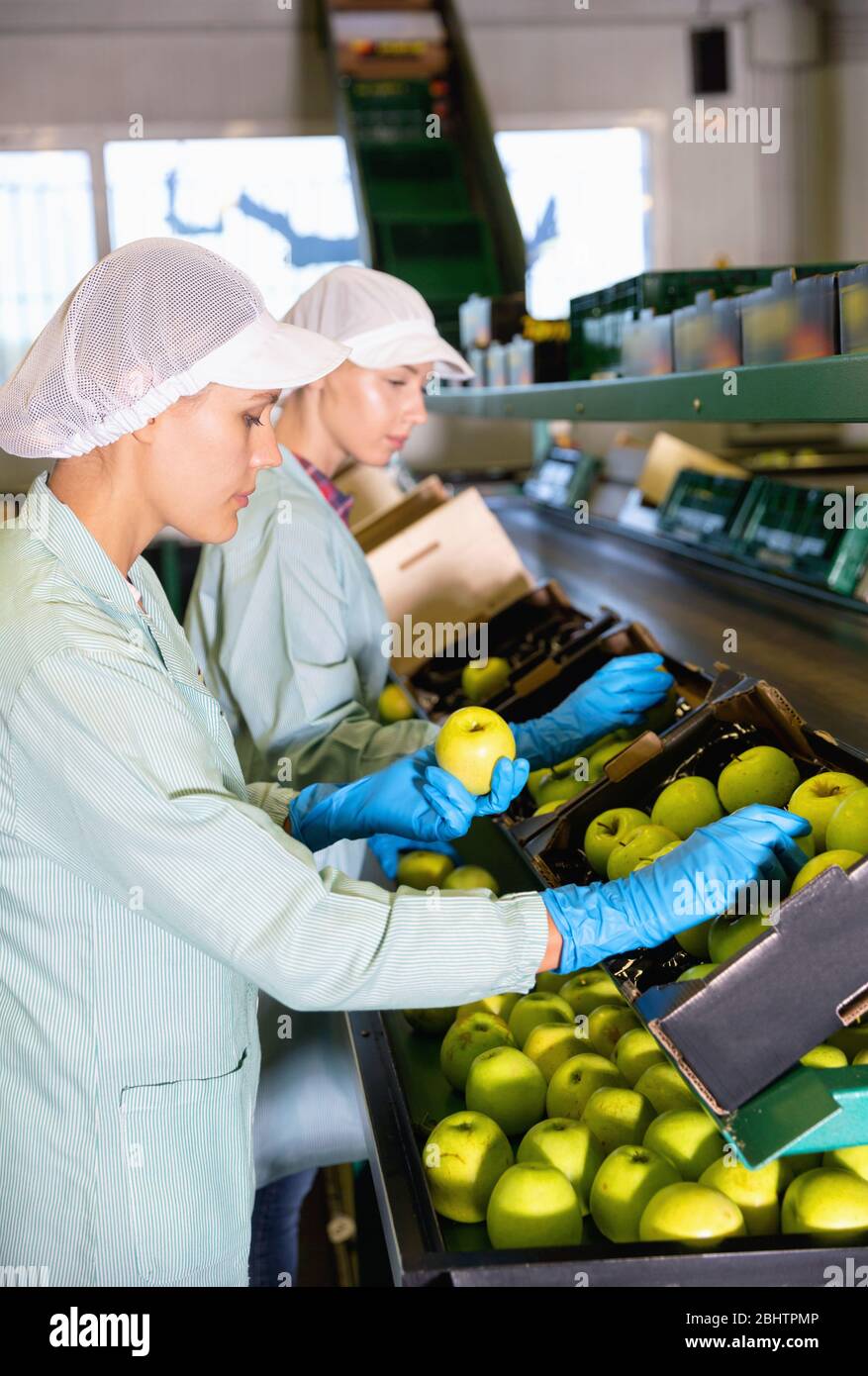 Young glad positive smiling women sorting apples to crates and checking ...
