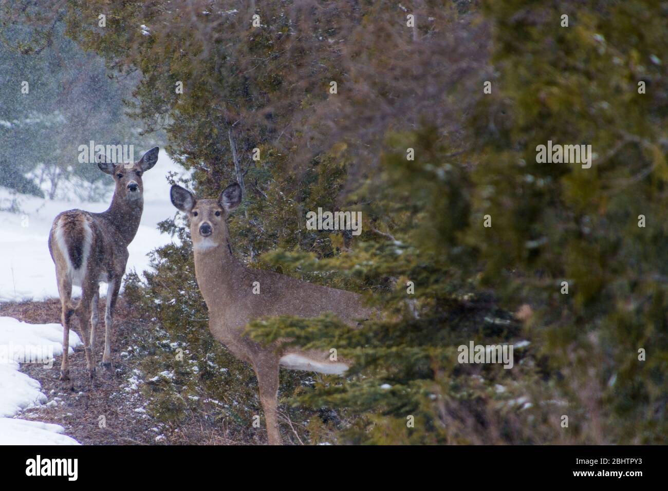 White tailed deer doe hi-res stock photography and images - Alamy