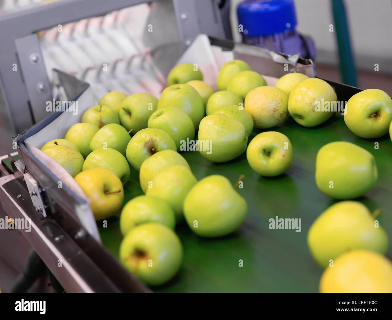 Fresh ripe apples running on rolling conveyor of production line Stock ...