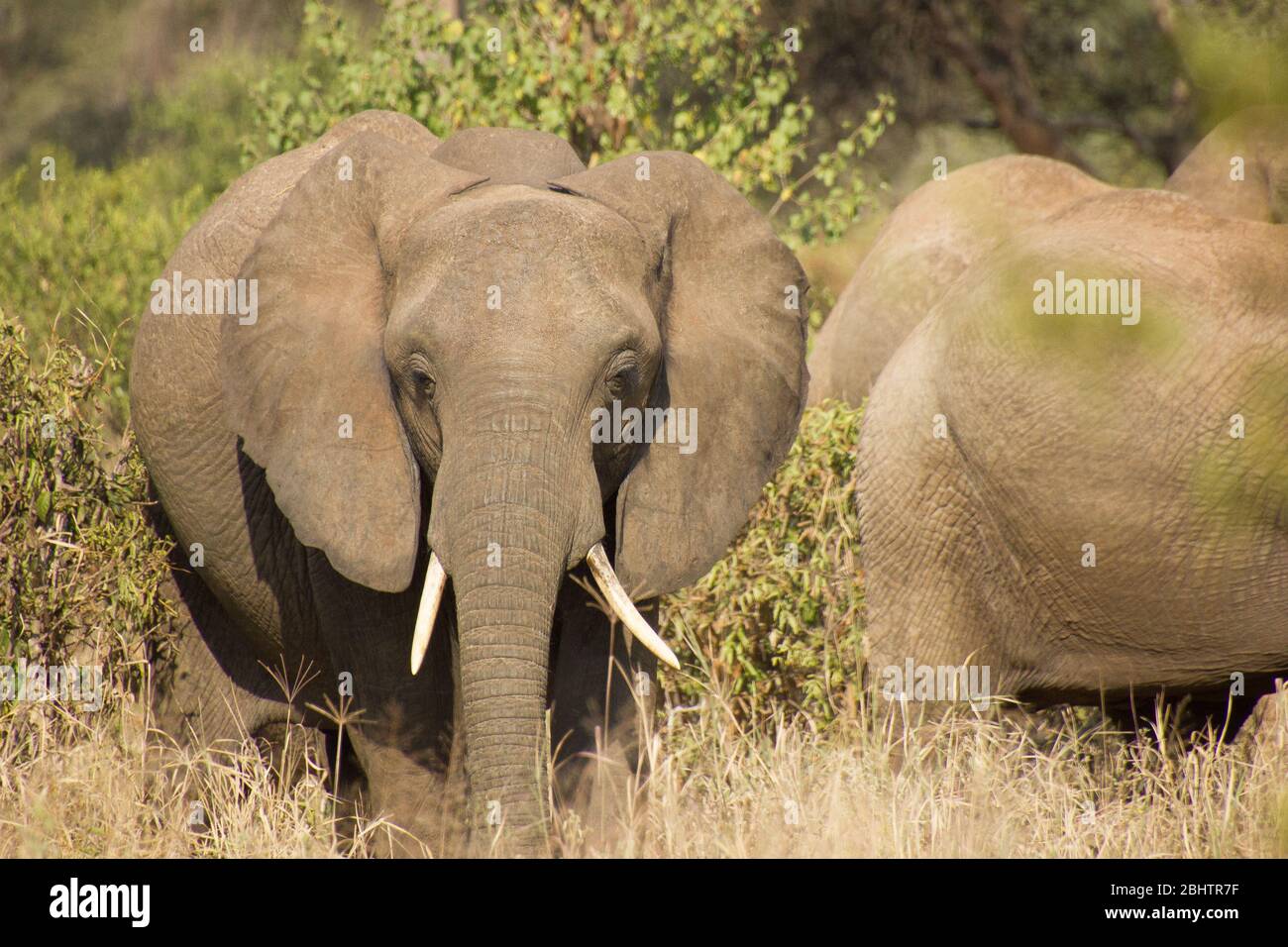 Elephant looking at you in the african steppe Stock Photo - Alamy