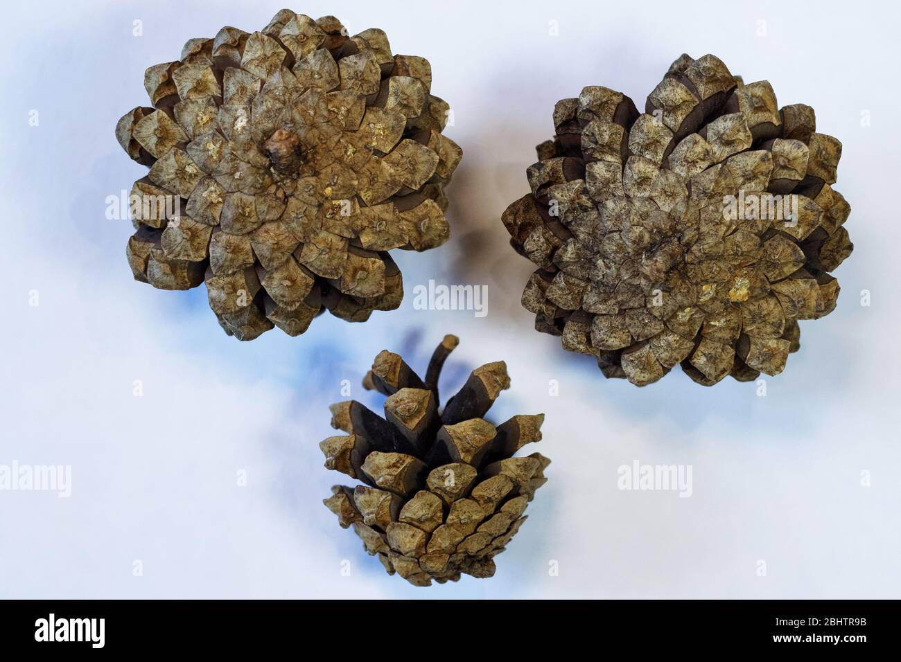 Photo bumps, bump, pine, plants, flora, garden, plant Stock Photo - Alamy