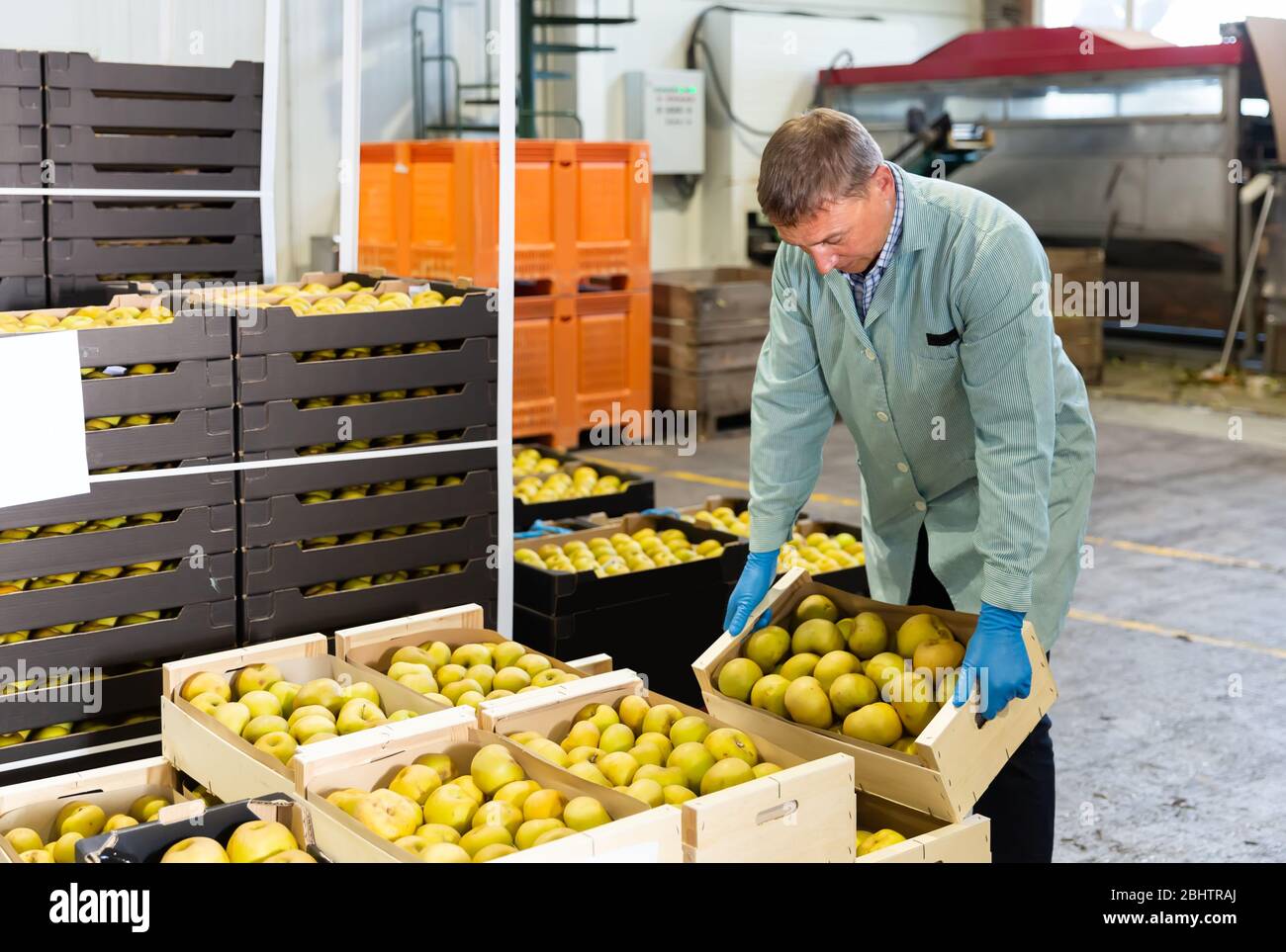 professional man working on fruit sorting line, carrying box with ...