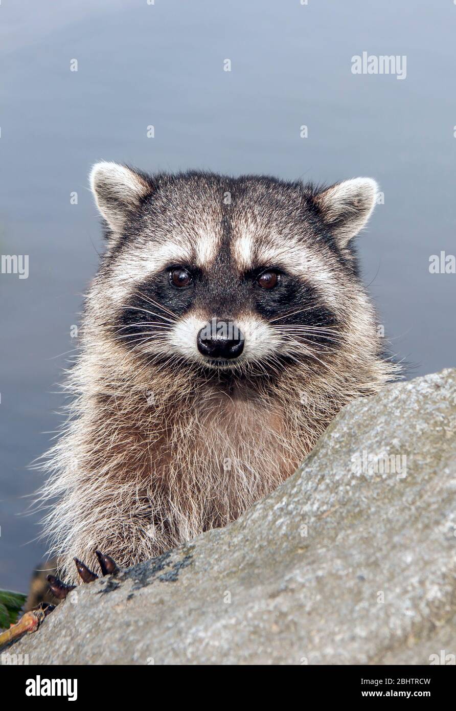 Raccoon looking at the camera hi-res stock photography and images - Alamy