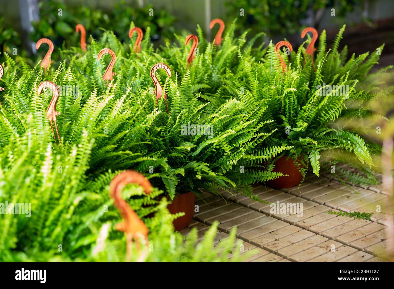 Flowering plants fern cultivated in modern orangery Stock Photo - Alamy
