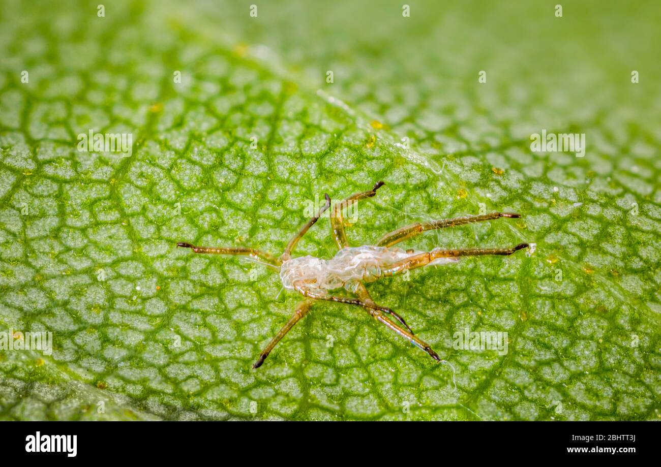 Sap sucking bug hi-res stock photography and images - Alamy