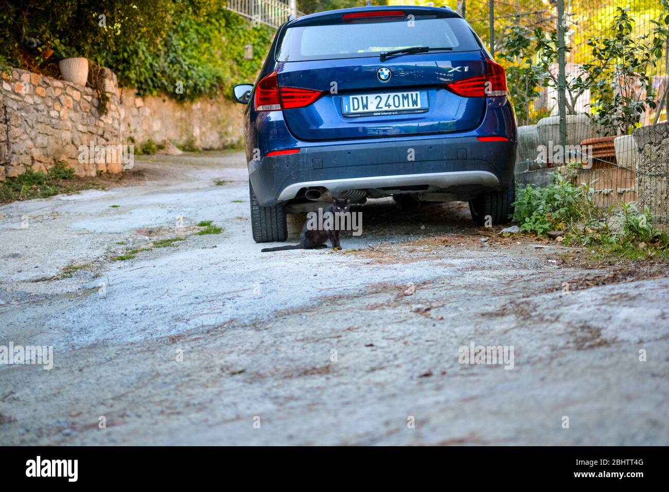 Alley cat hi-res stock photography and images - Alamy
