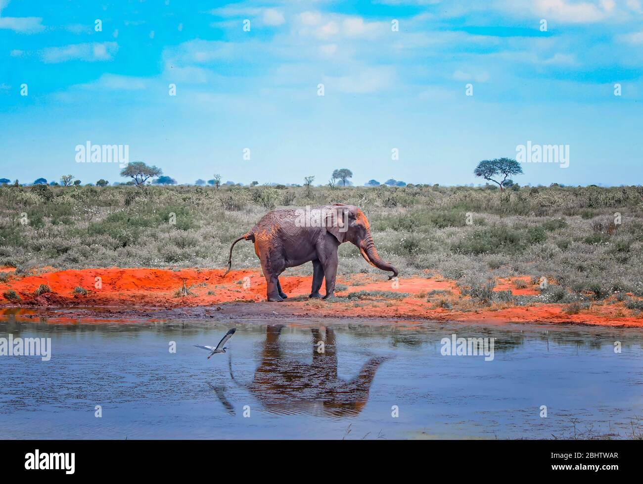 Red African elephant standnext to a watering hole in Africa. It is a ...