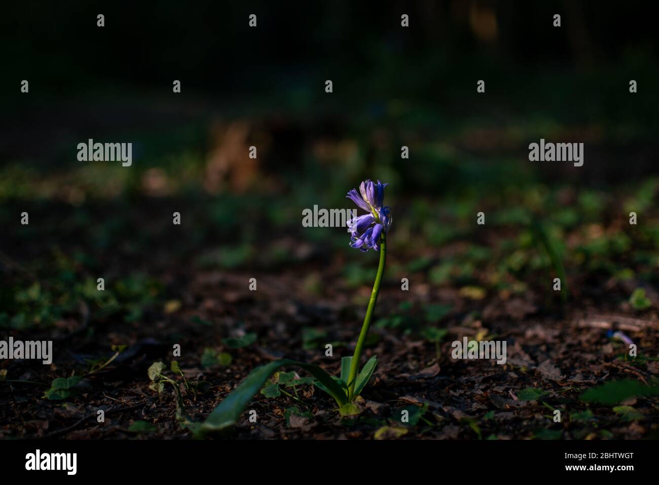 Single Bluebell in a clearing Stock Photo - Alamy