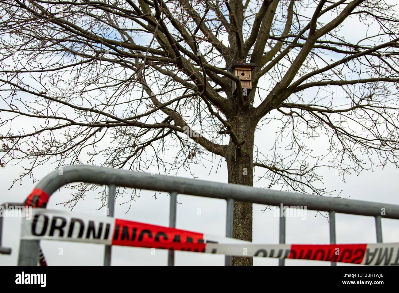 barrier around a tree infested with oak procession moth, cloudy sky ...