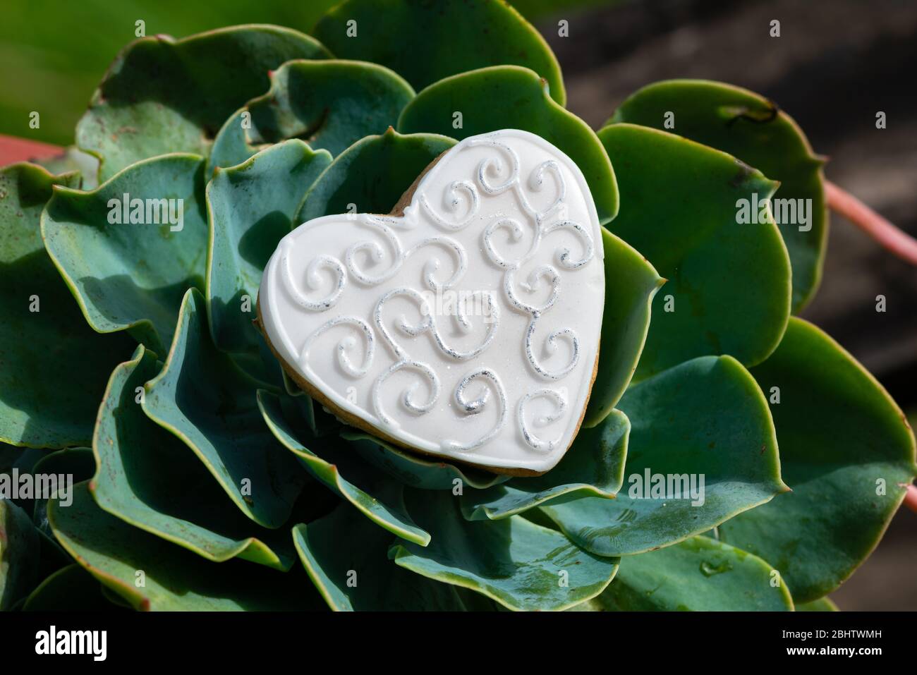 delicious homemade heart shaped cookie with white icing and wavy design ...