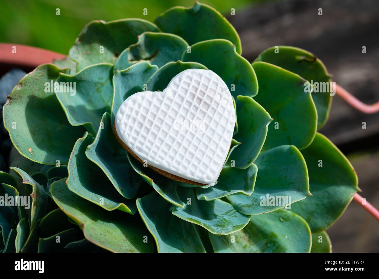 delicious homemade heart shaped cookie with white icing and cross line ...