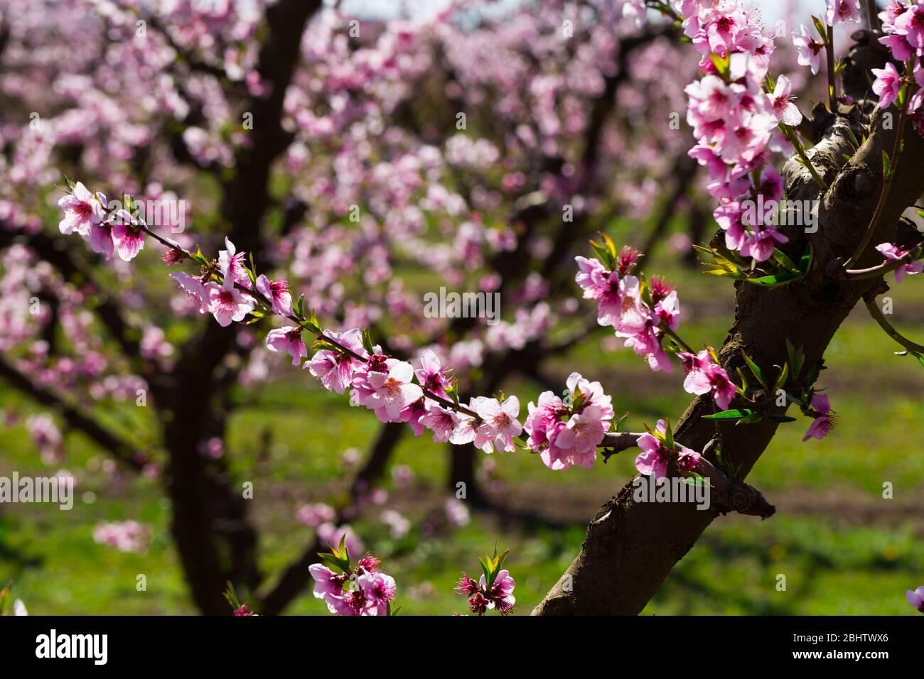 Plantation flowering peach trees hi-res stock photography and images ...