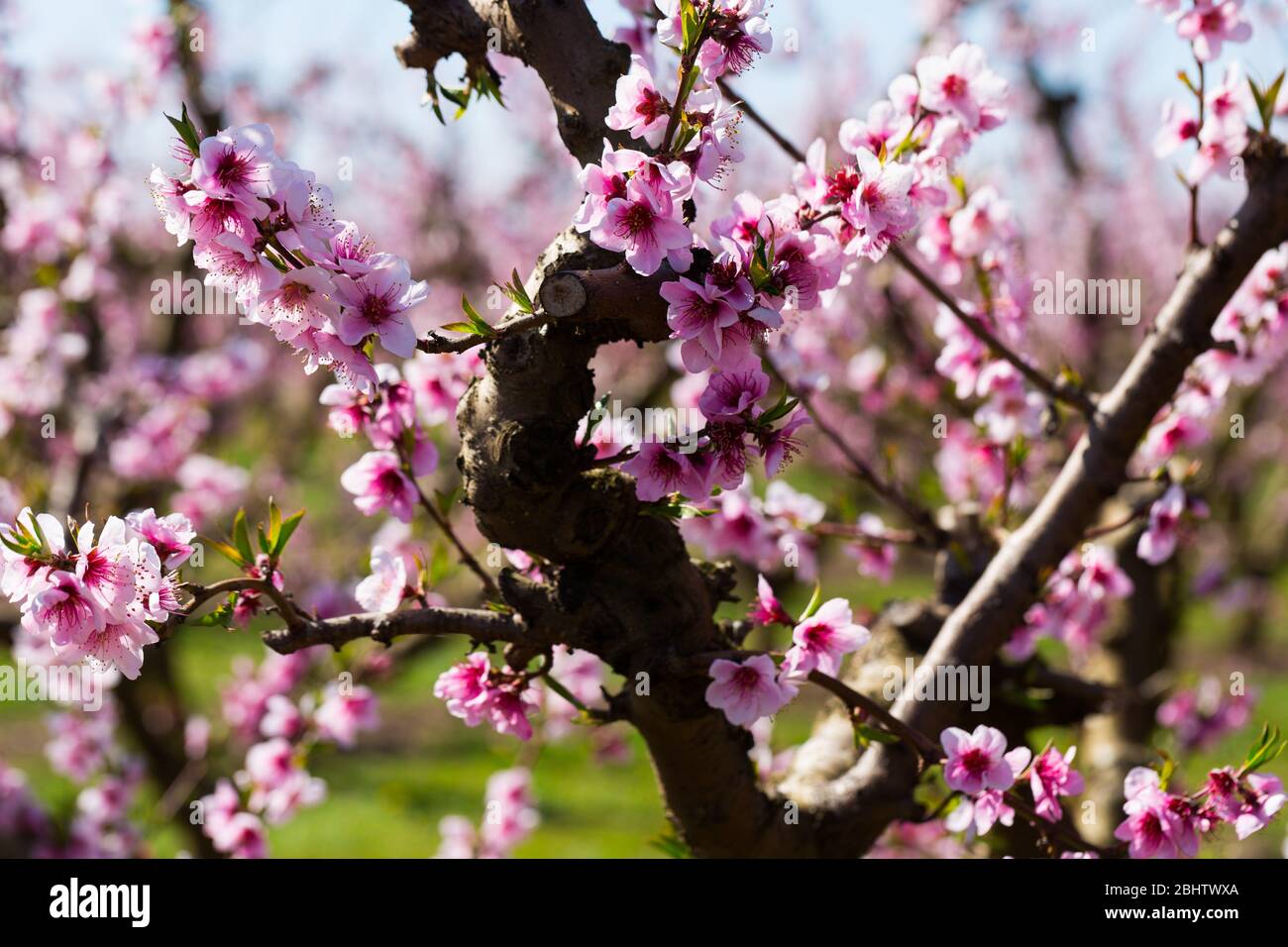 Plantation flowering peach trees hi-res stock photography and images ...