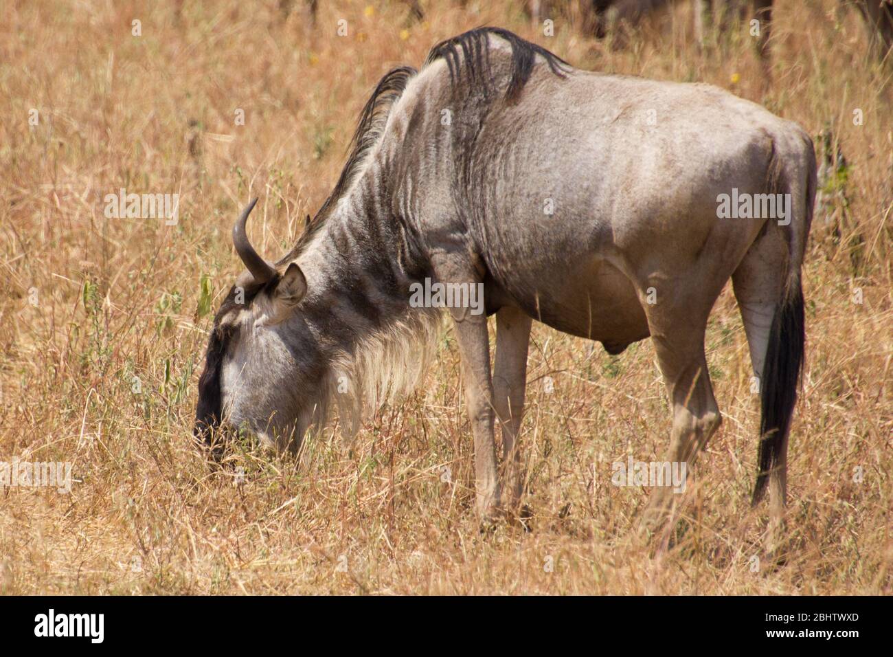 Gnu eating grass in the african steppe Stock Photo - Alamy