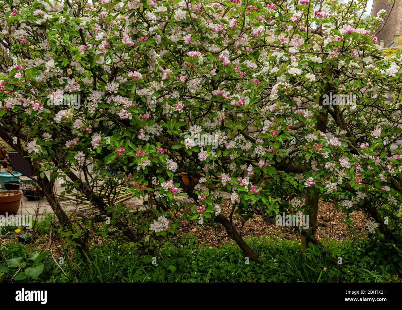 Cordon apple trees in full blossom Stock Photo - Alamy