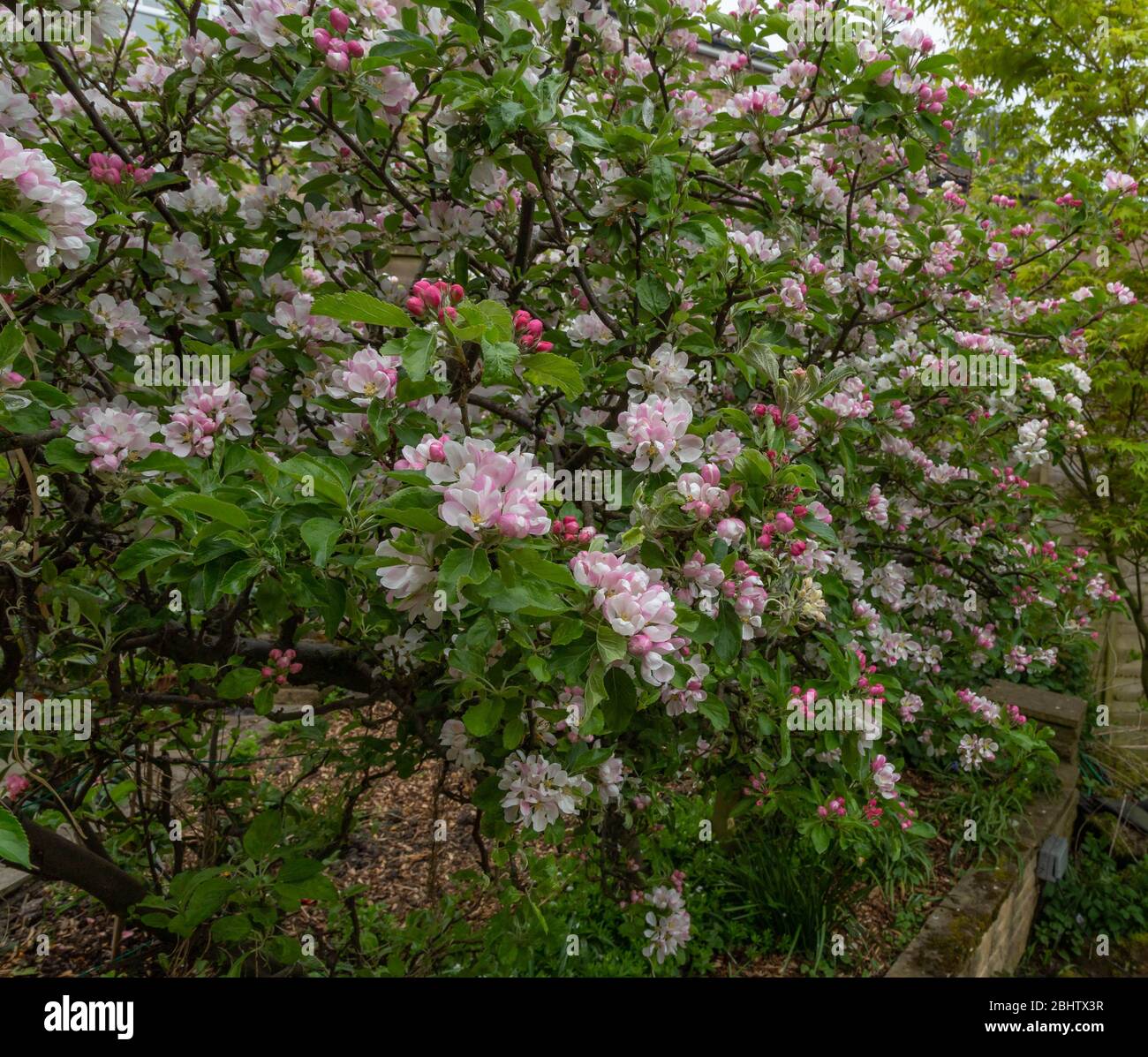 Cordon apple trees hi-res stock photography and images - Alamy