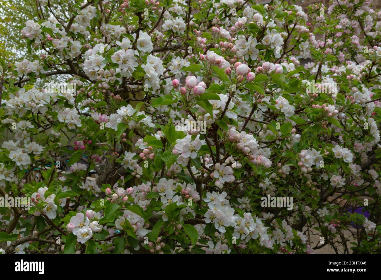 Cordon apple trees hi-res stock photography and images - Alamy