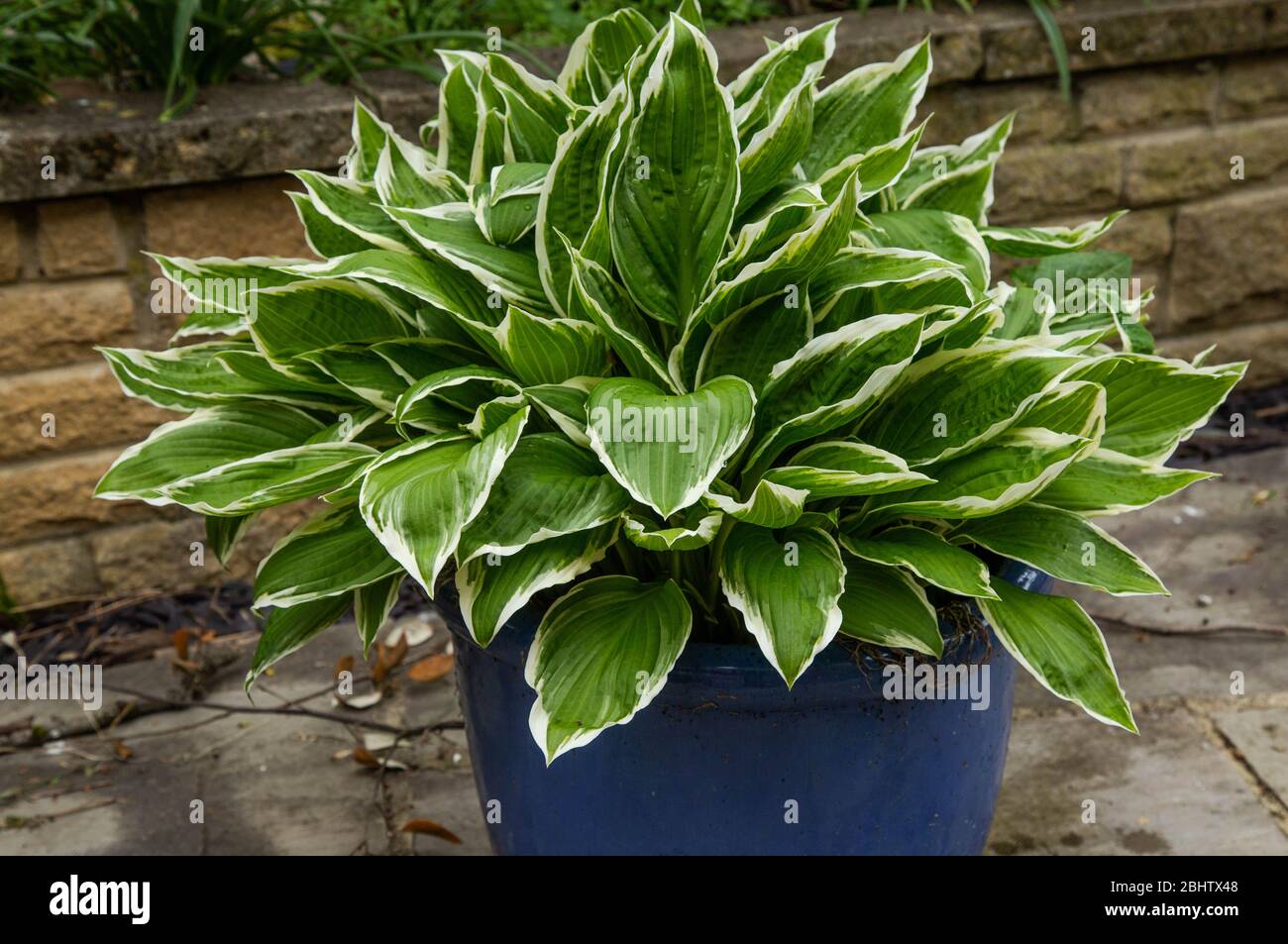 Hosta pots hi-res stock photography and images - Alamy