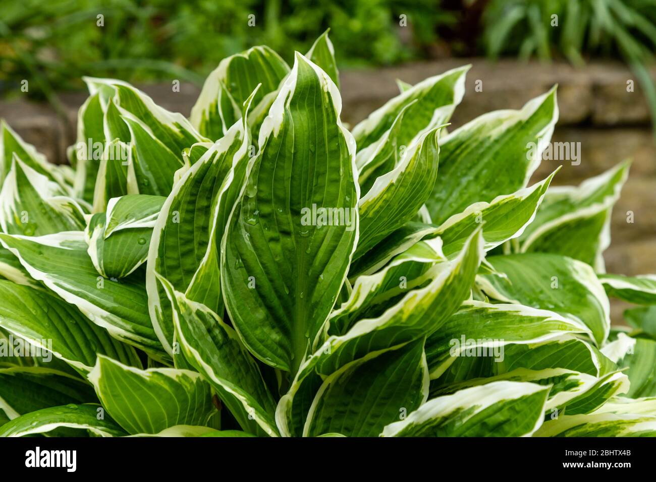 Hosta pots hi-res stock photography and images - Alamy