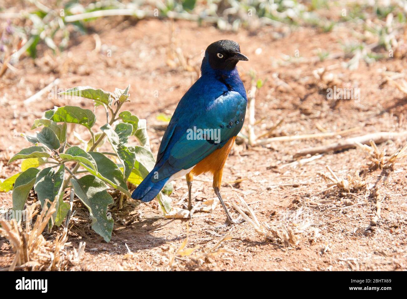 African superb starling in the sun hi-res stock photography and images ...