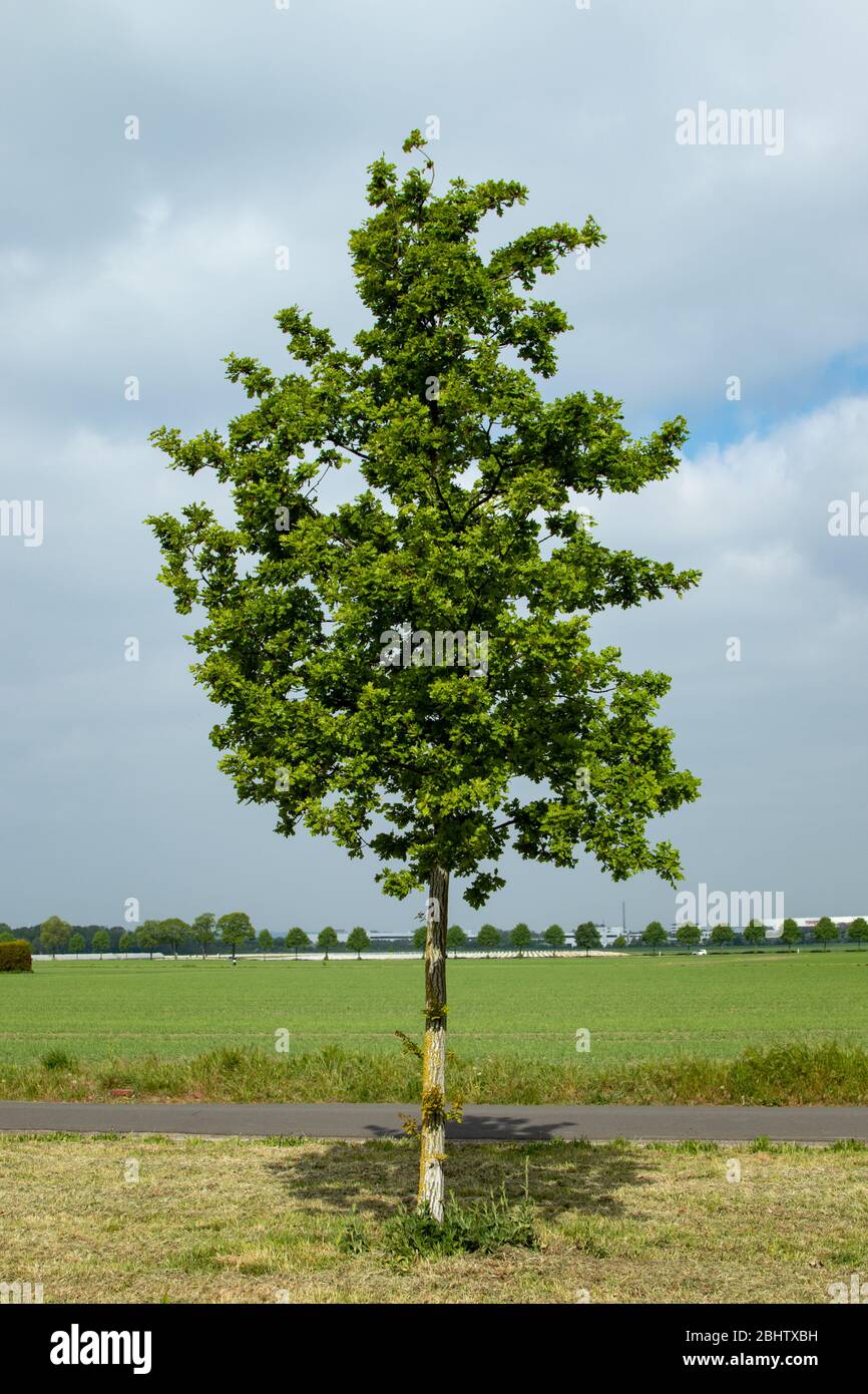 White Oak Tree Spring