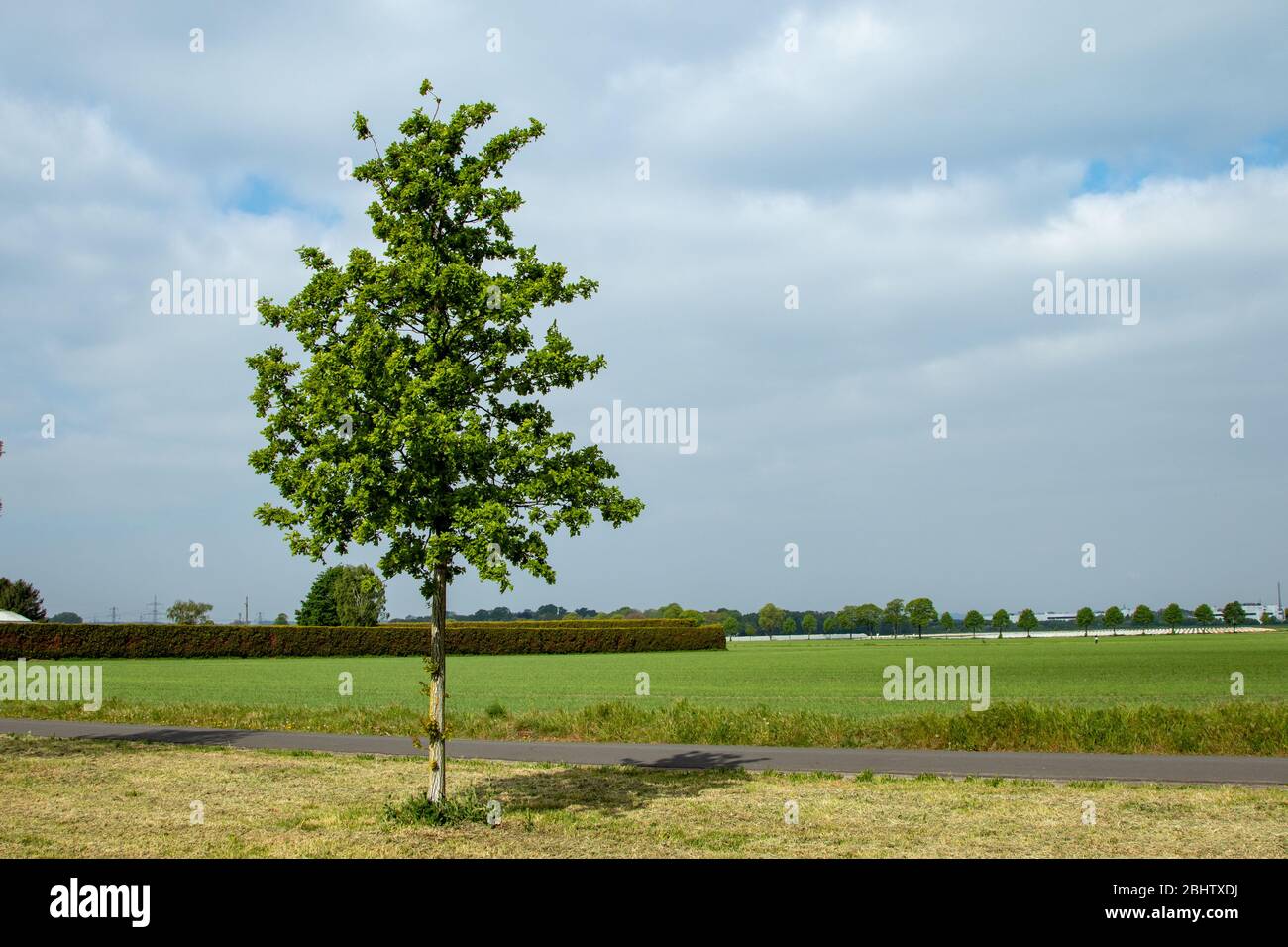 A young white oak tree hi-res stock photography and images - Alamy