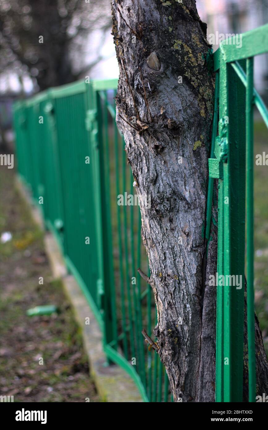 tree grown into a green fence Stock Photo - Alamy