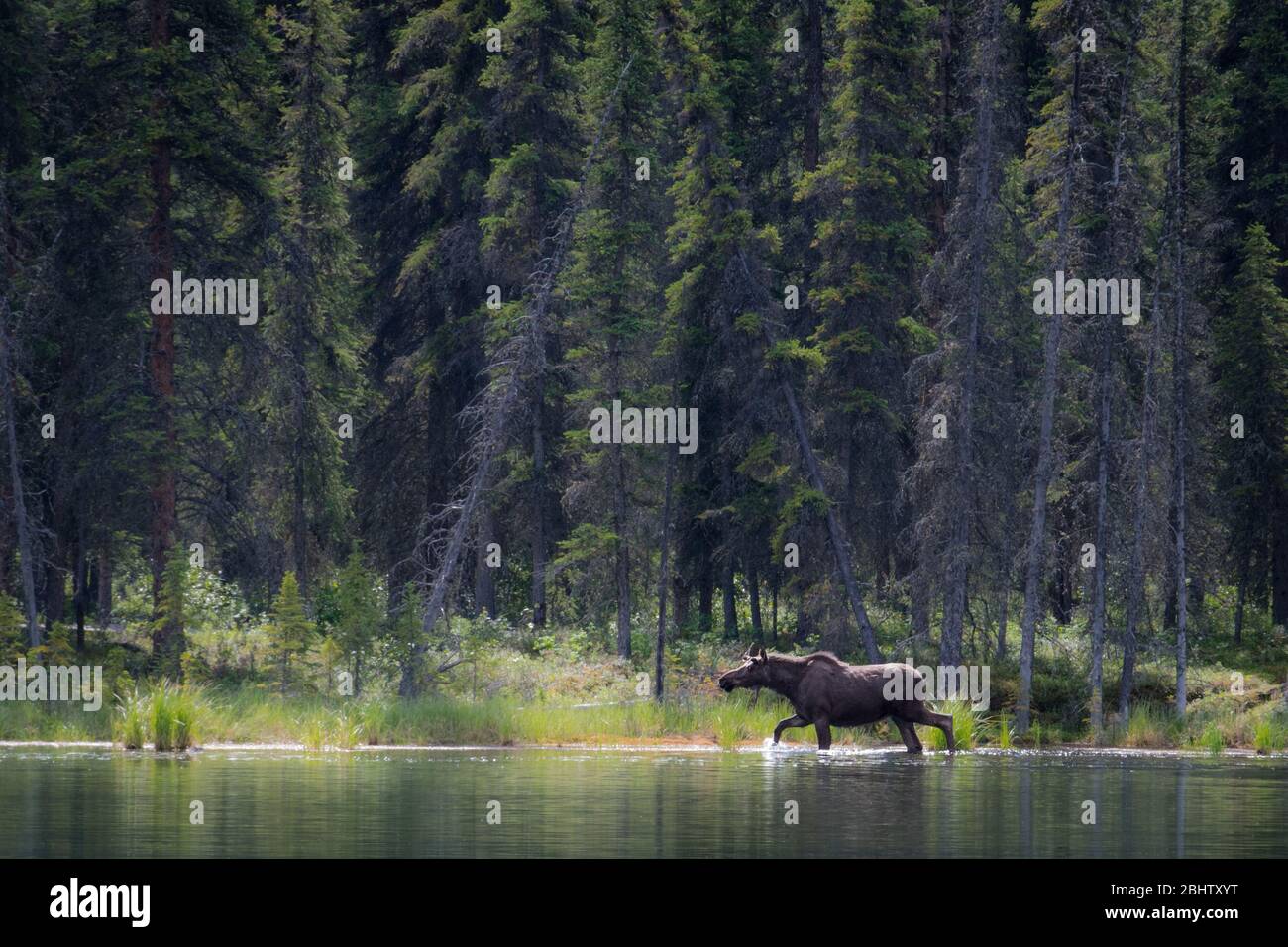 Moose front hi-res stock photography and images - Alamy
