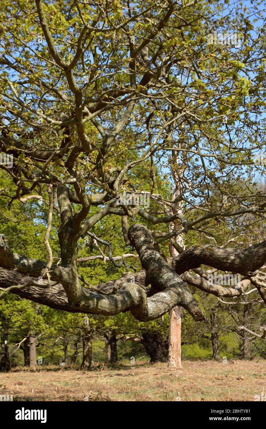 Richmond park spring hi-res stock photography and images - Alamy
