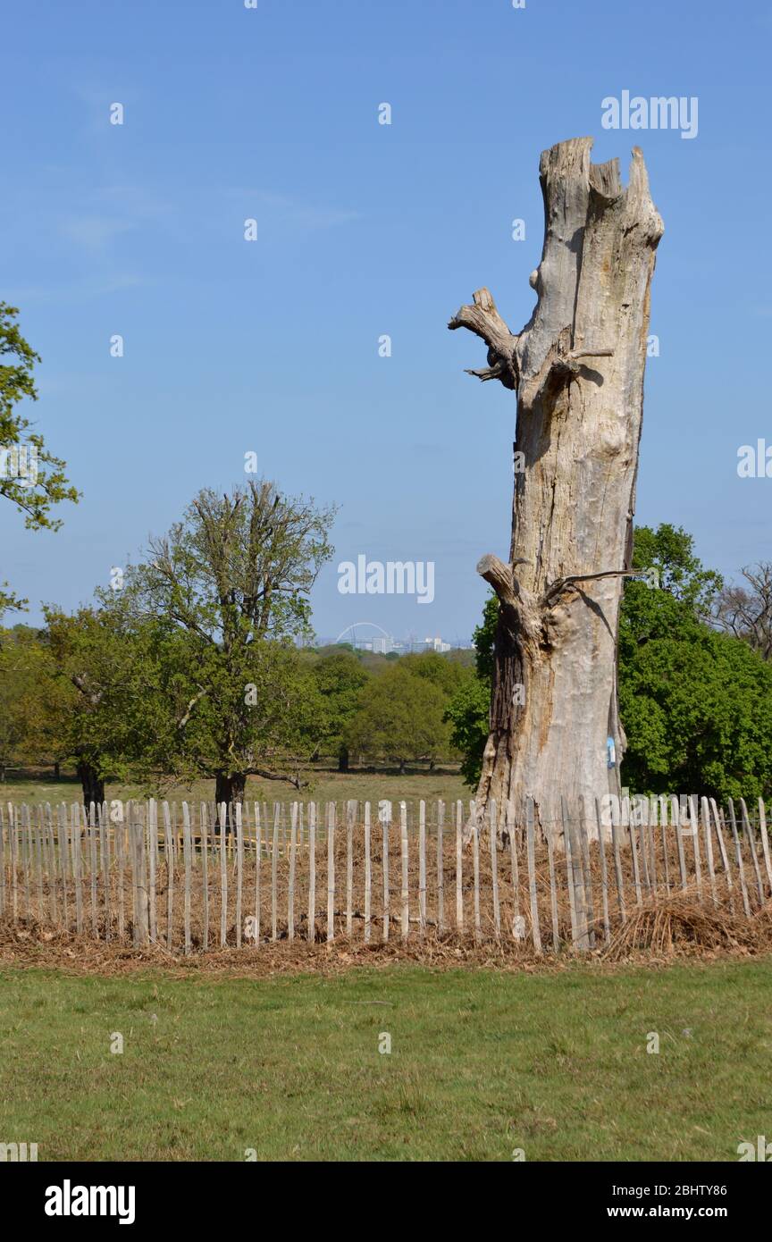 Richmond park spring hi-res stock photography and images - Alamy