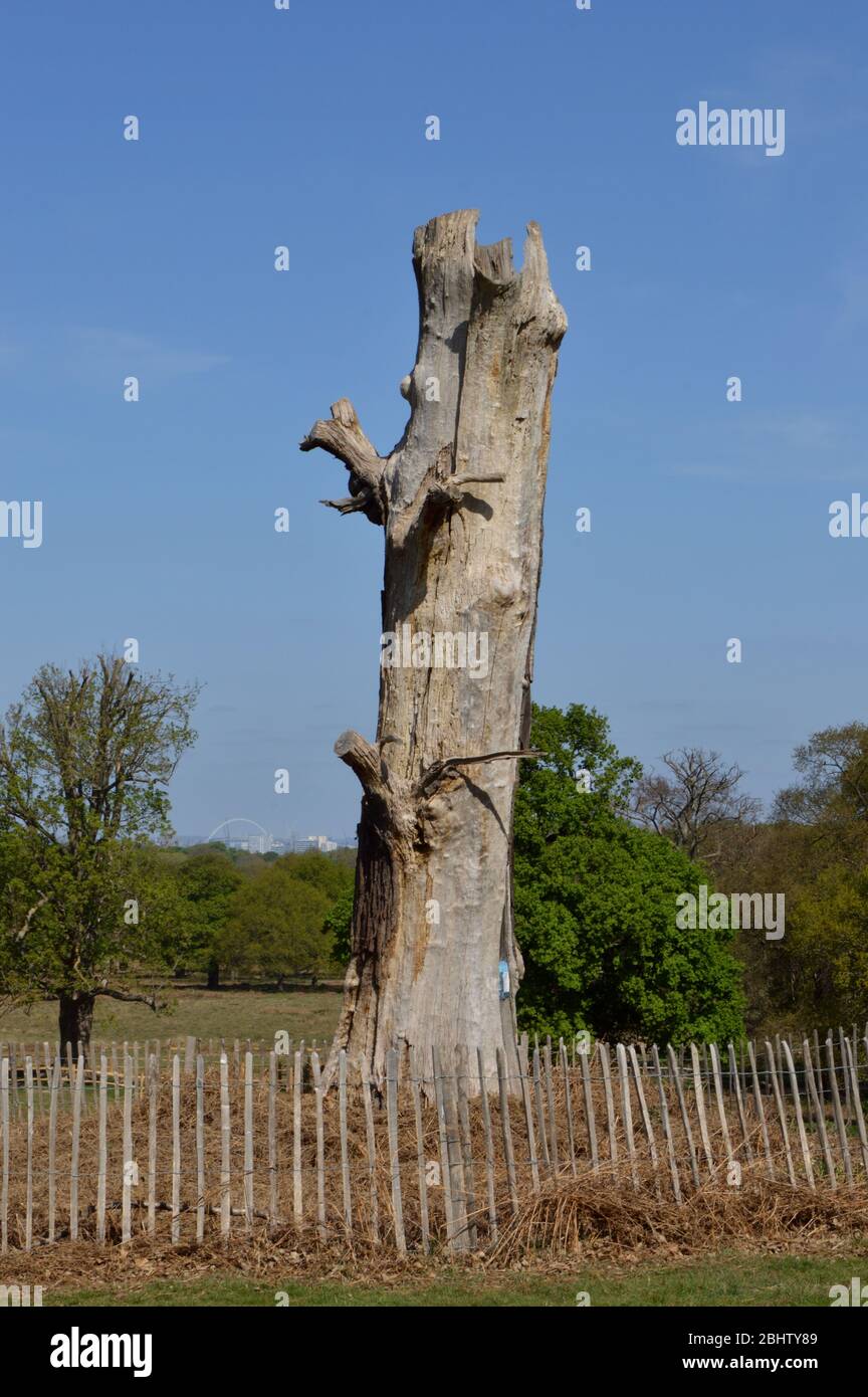 Richmond park spring hi-res stock photography and images - Alamy