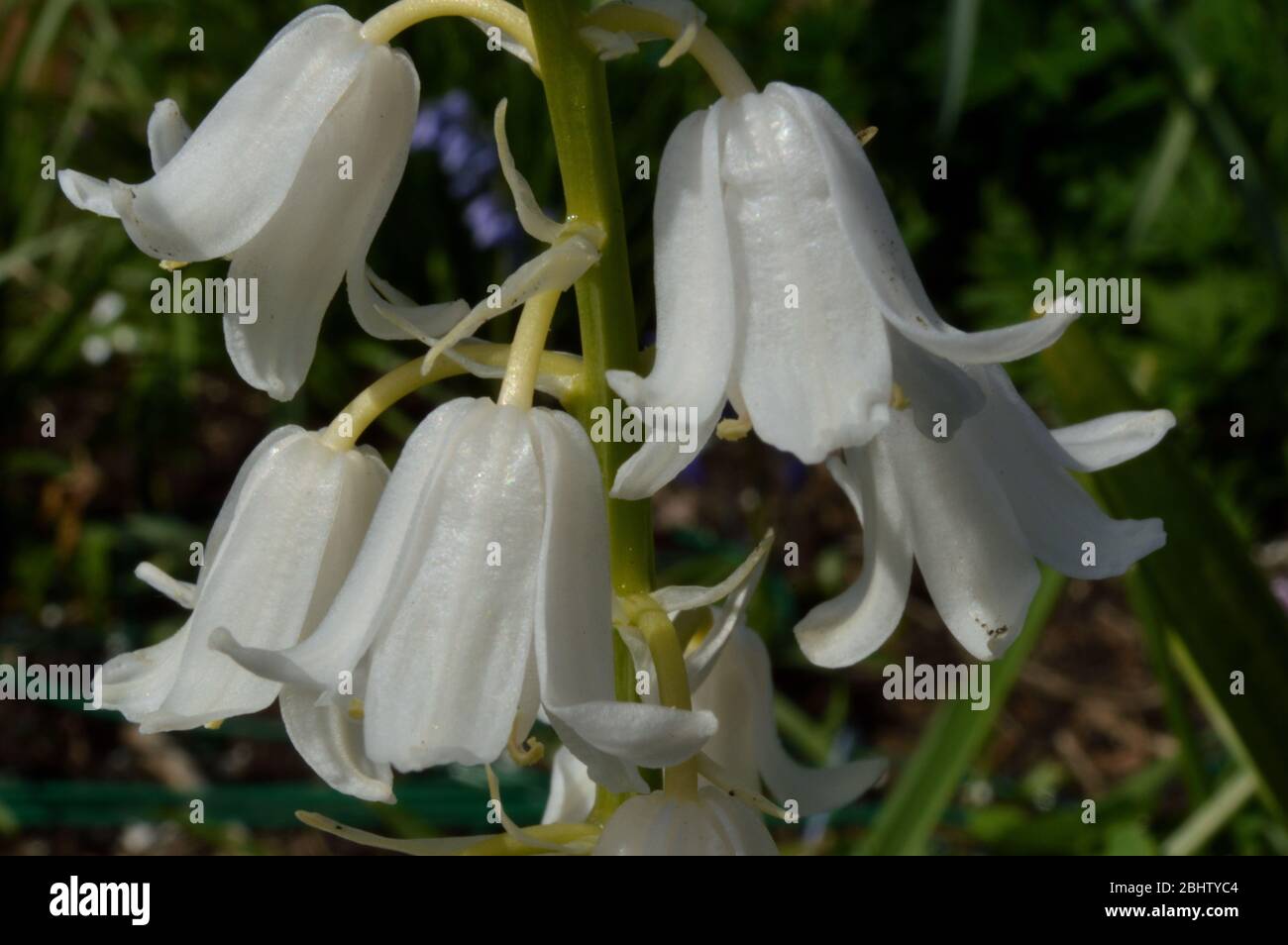 Bluebell in spring hi-res stock photography and images - Alamy