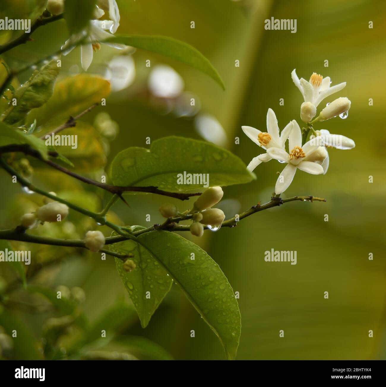 After the rain, moisture drips from this orange tree's blossoms Stock ...