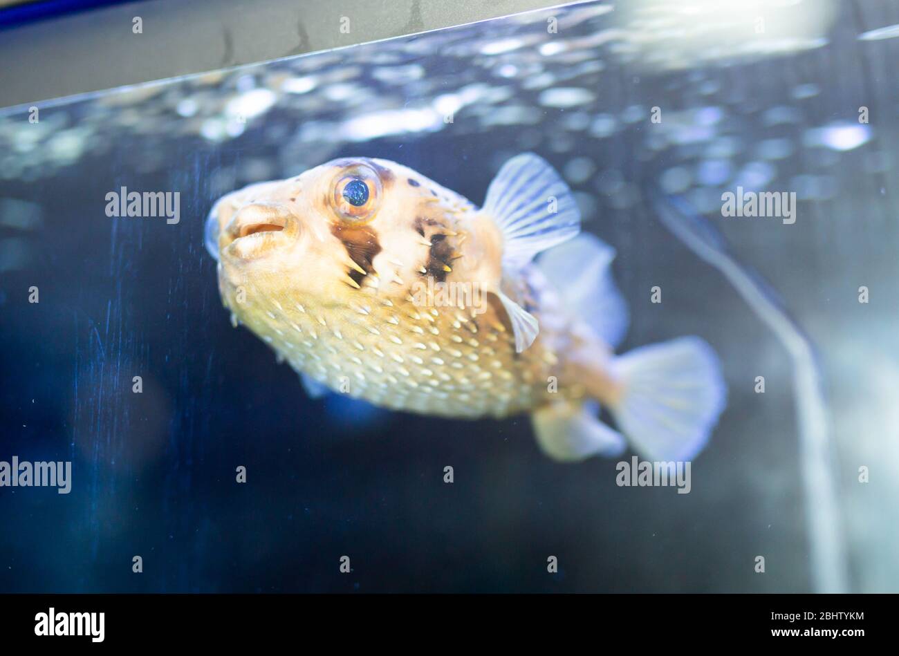 View of exotic tropical balloonfish also known as spiny porcupinefish ...