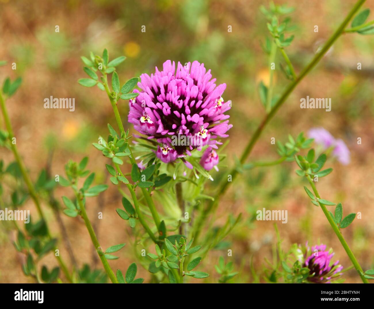 These alfalfa plants grow wild in Southern California Stock Photo - Alamy