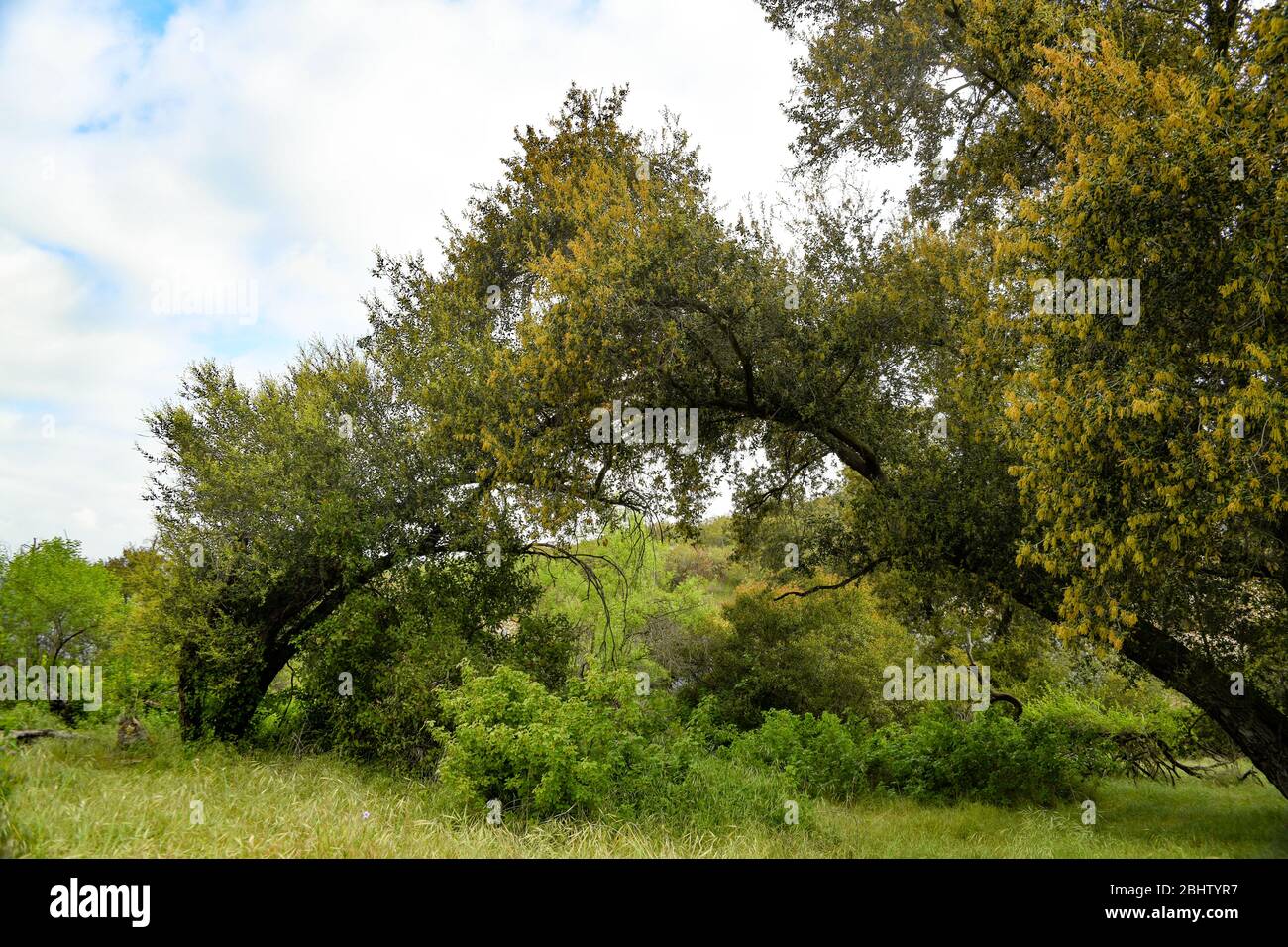 These oak trees are native to California Stock Photo - Alamy