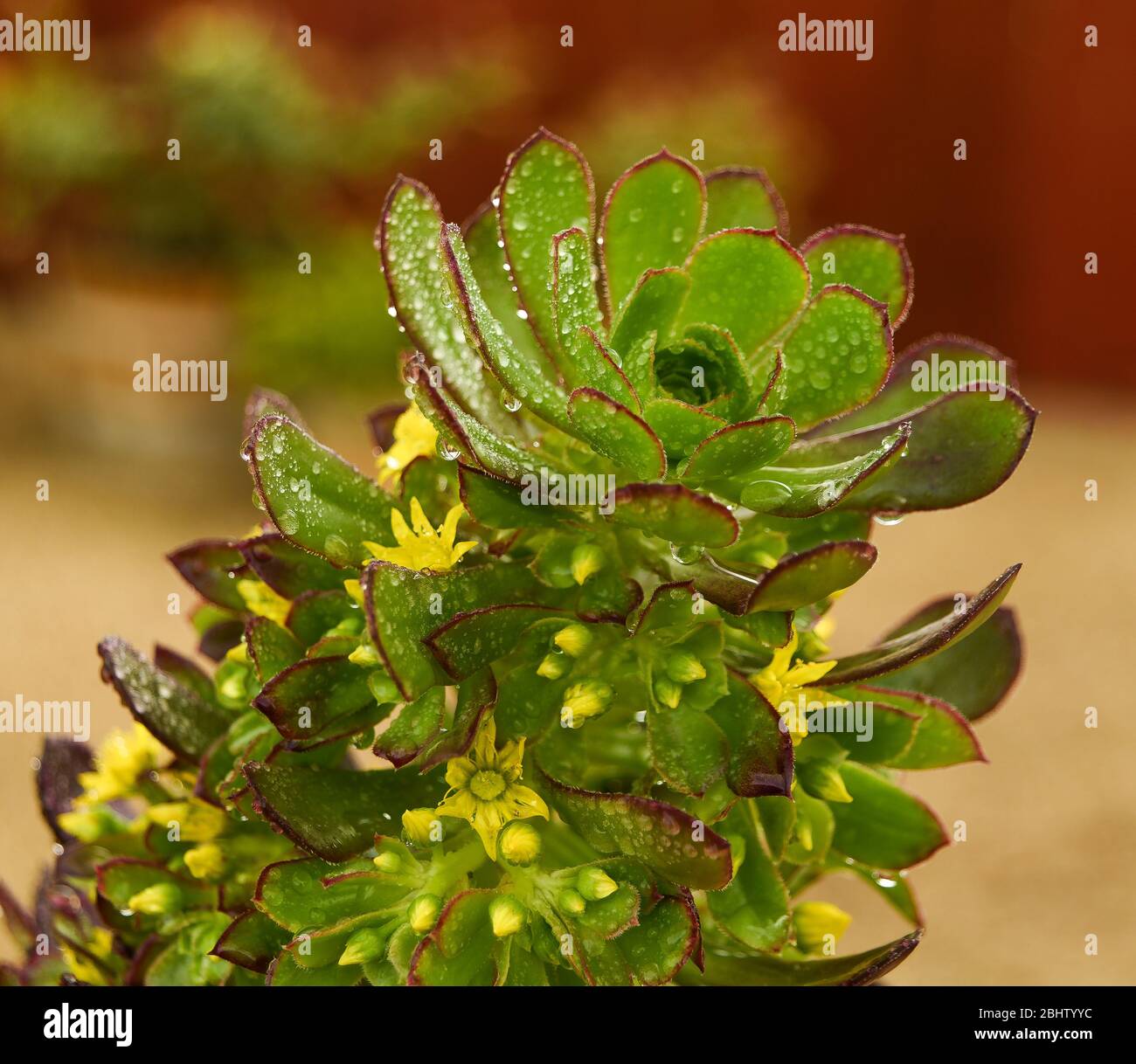 This succulent grows long spikes that bloom with yellow flowers in the ...