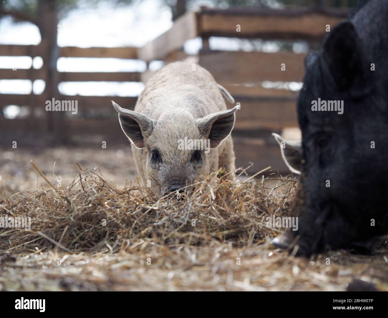 Hungarian mangalitsa hi-res stock photography and images - Alamy