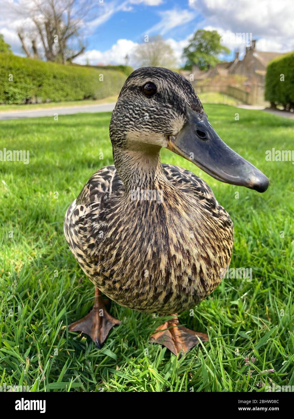 Single female mallard duck hi-res stock photography and images - Alamy