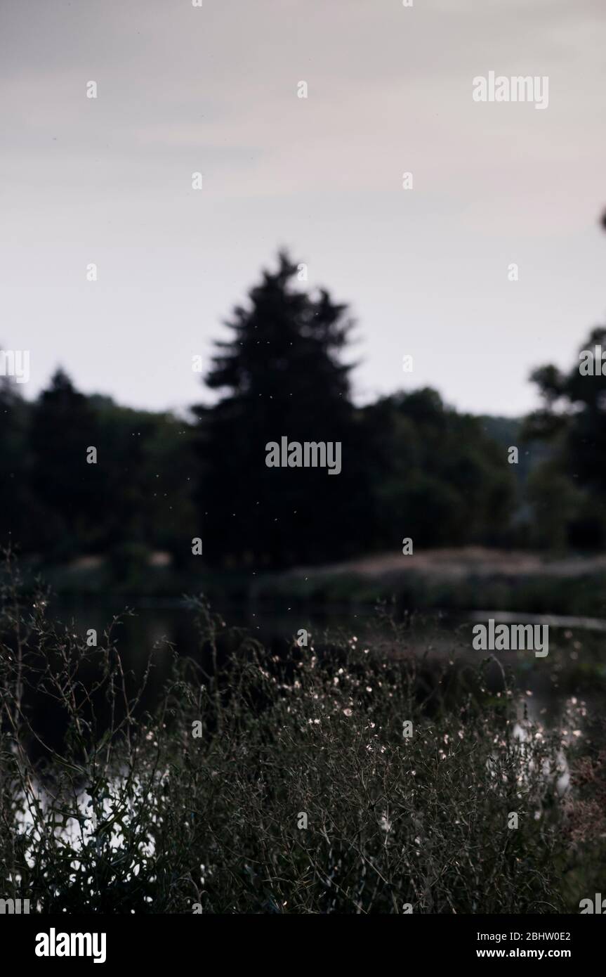 Grass and flying insects hi-res stock photography and images - Alamy