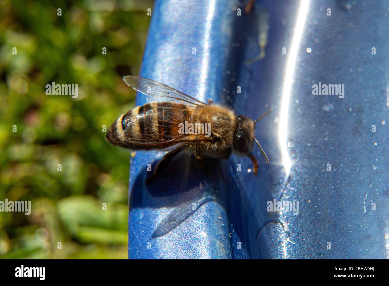honey bee drinking water at a birth bath, green and bue background ...