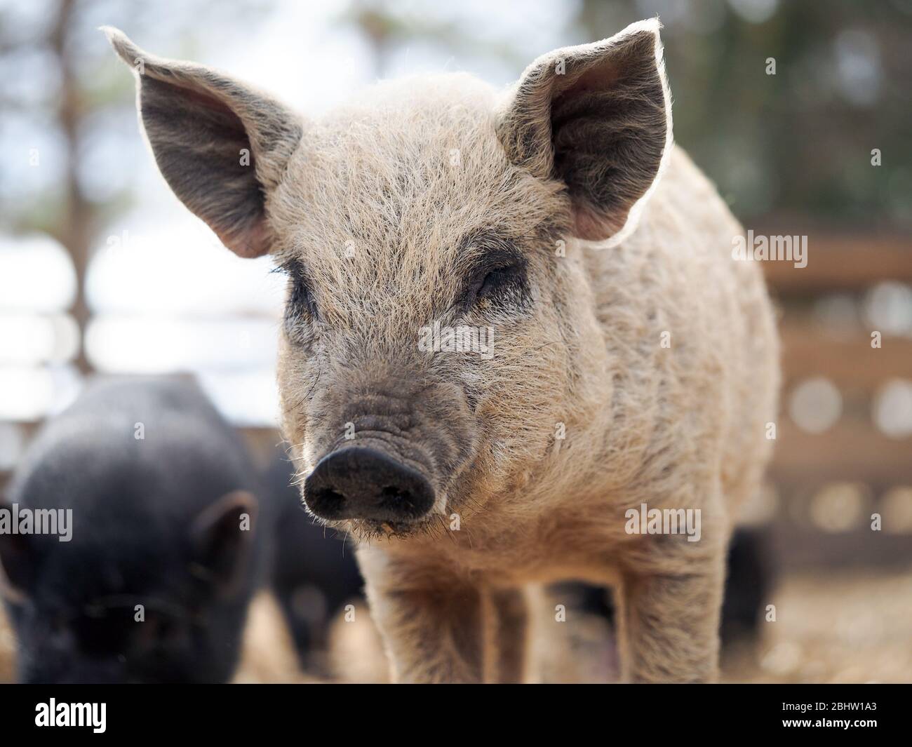 Shaggy pig of the Hungarian mangalitsa breed Stock Photo - Alamy